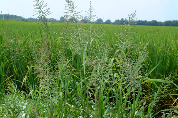 EPA registers Rogue herbicide from Gowan Co.