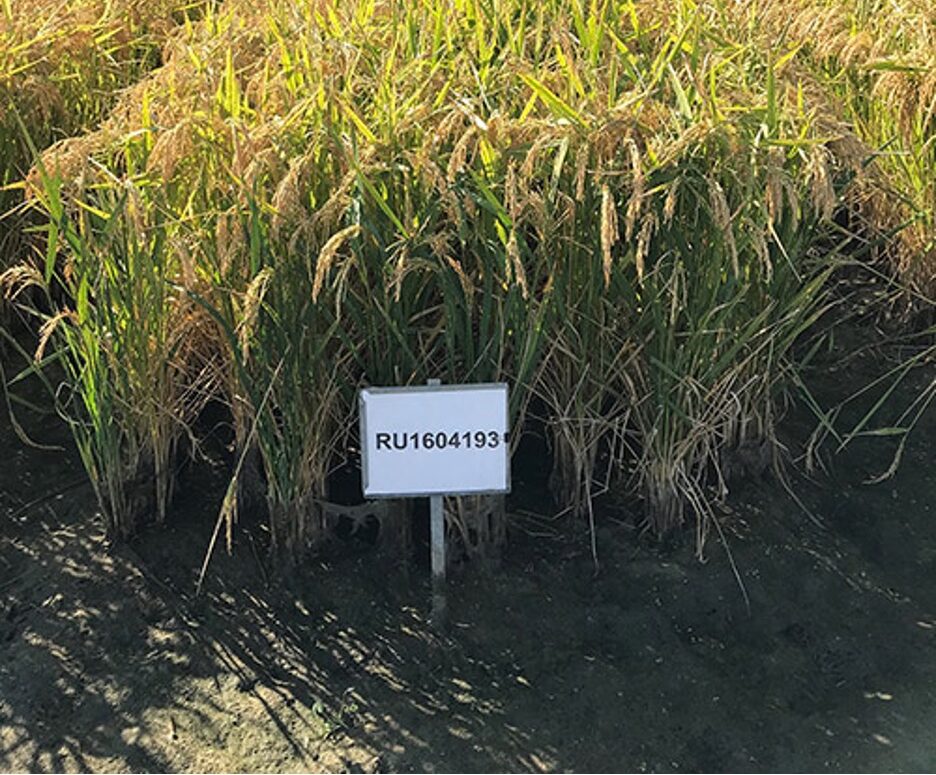 MSU researchers develop high-performing rice variety resistant to major ...